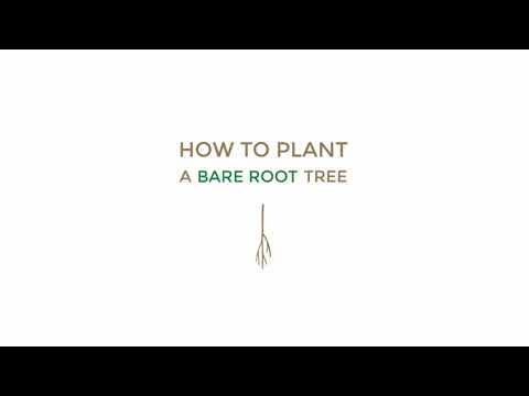 How to Plant A Tree Animation - YouTube