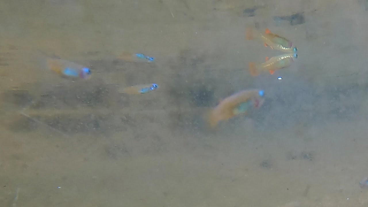 Red-finned Blue-eyes and Edgbaston Gobies - YouTube