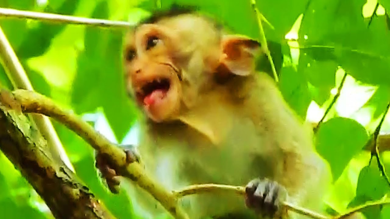HORRIBLE CRY SCREAMING.. BASIL MONKEY COS ANGRY BUTTER BLOCK MILK ...