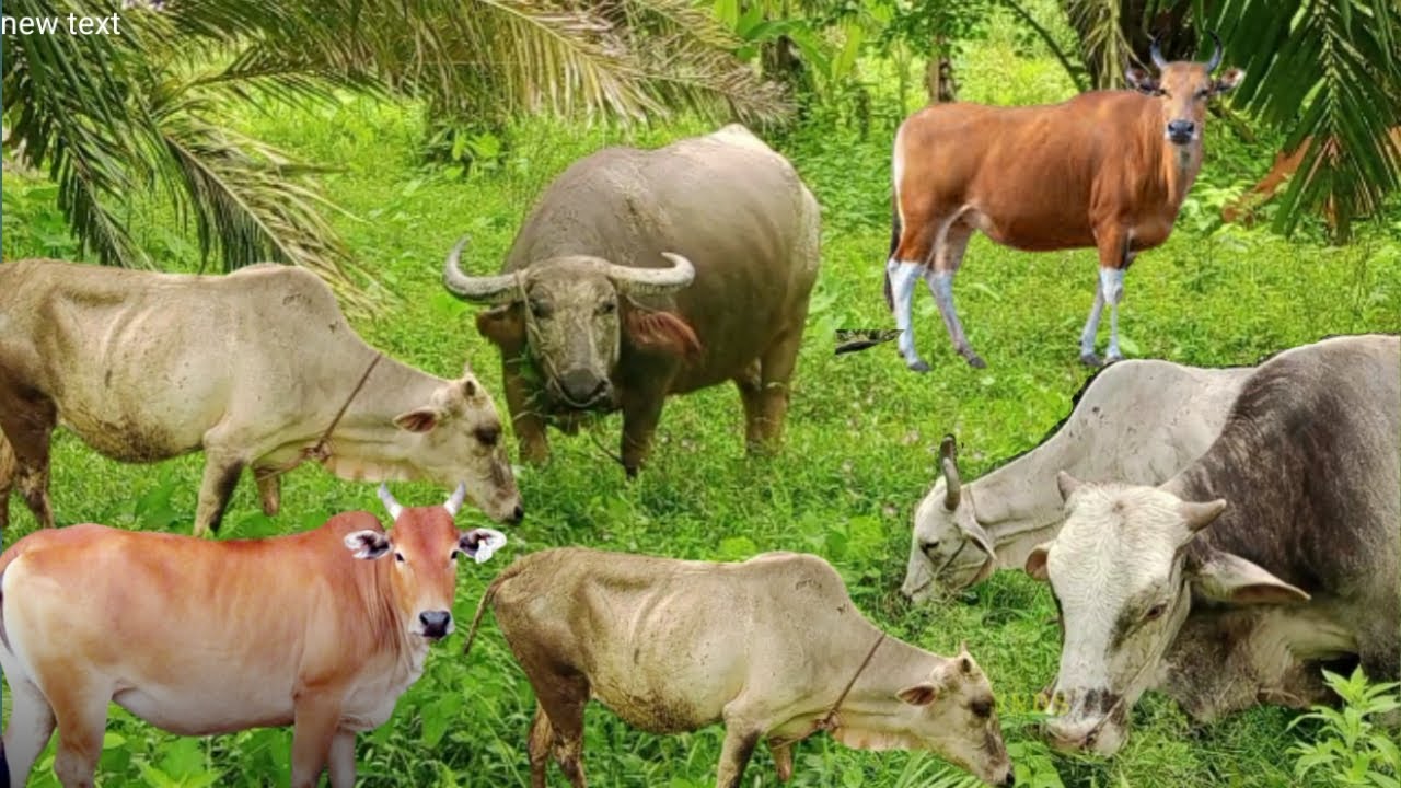 kerbau dan sapi lembu berbagi makan di kebun - YouTube