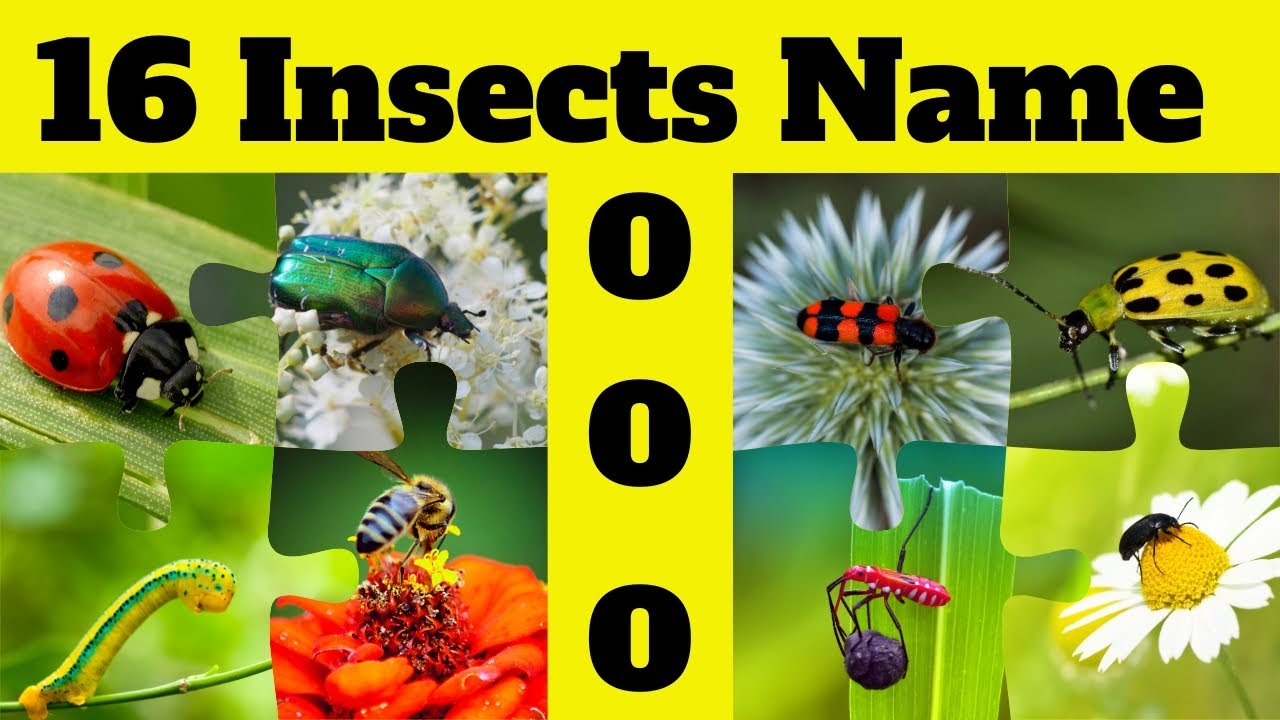 Insects and Bugs Vocabulary 🐜🐝| 16 Insect Names Start with Letter O ...
