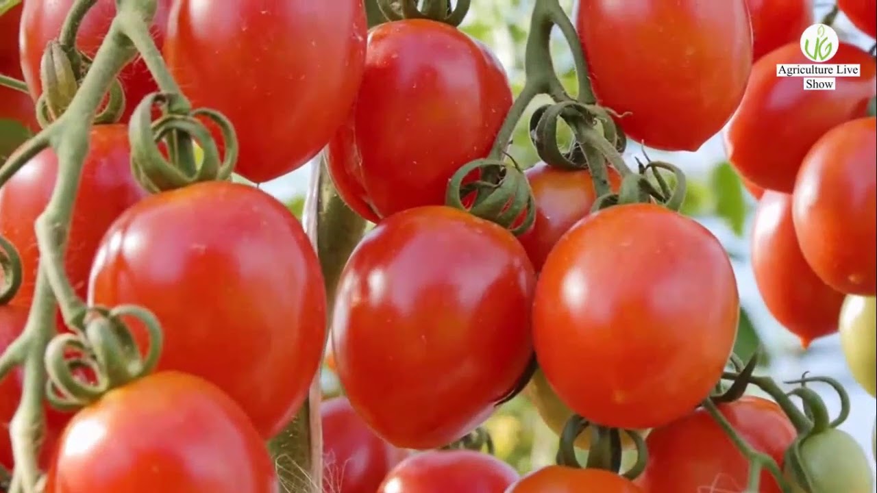 modern tomato farming | tomato farming in control environment ...
