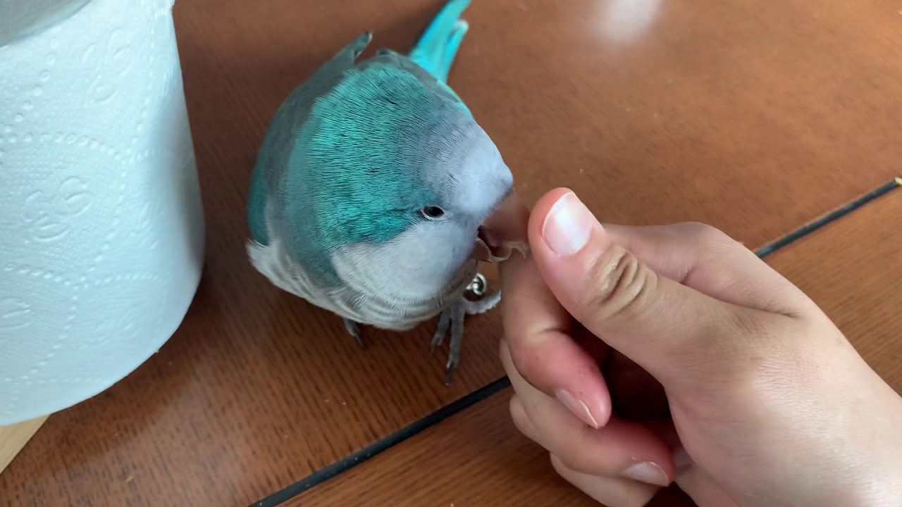My Quaker parrot get Angry at Me!, 퀘이커 앵무새가 나한테 화를 냈어요! - YouTube