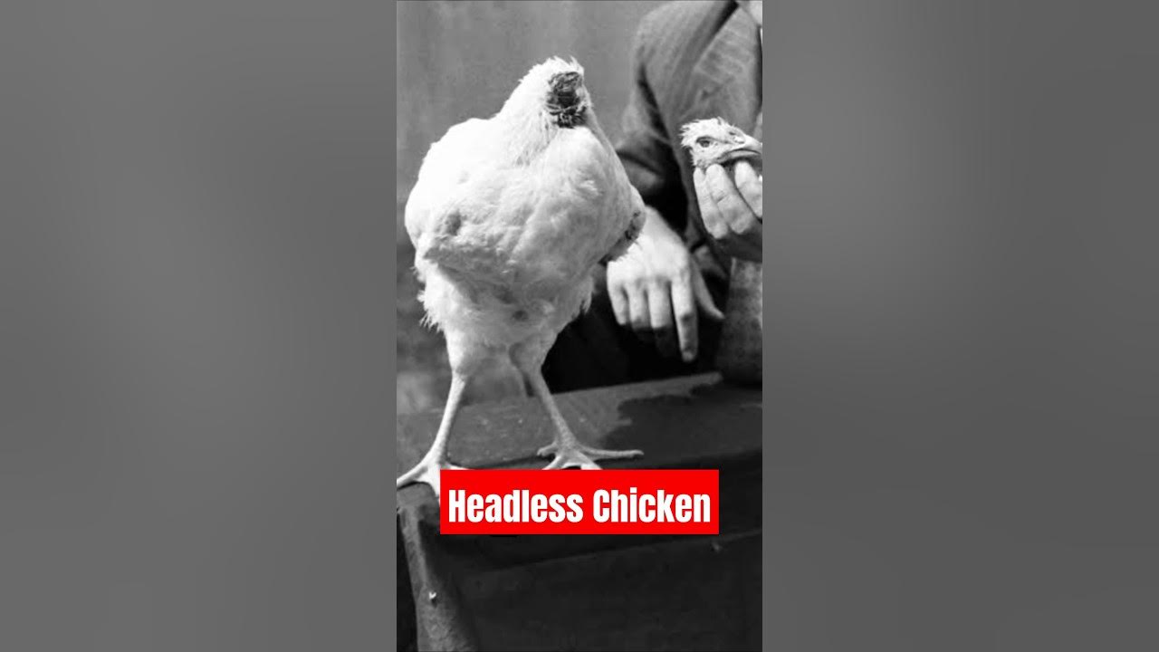Mike the Headless Chicken: A Miracle Story! 🐔 - YouTube