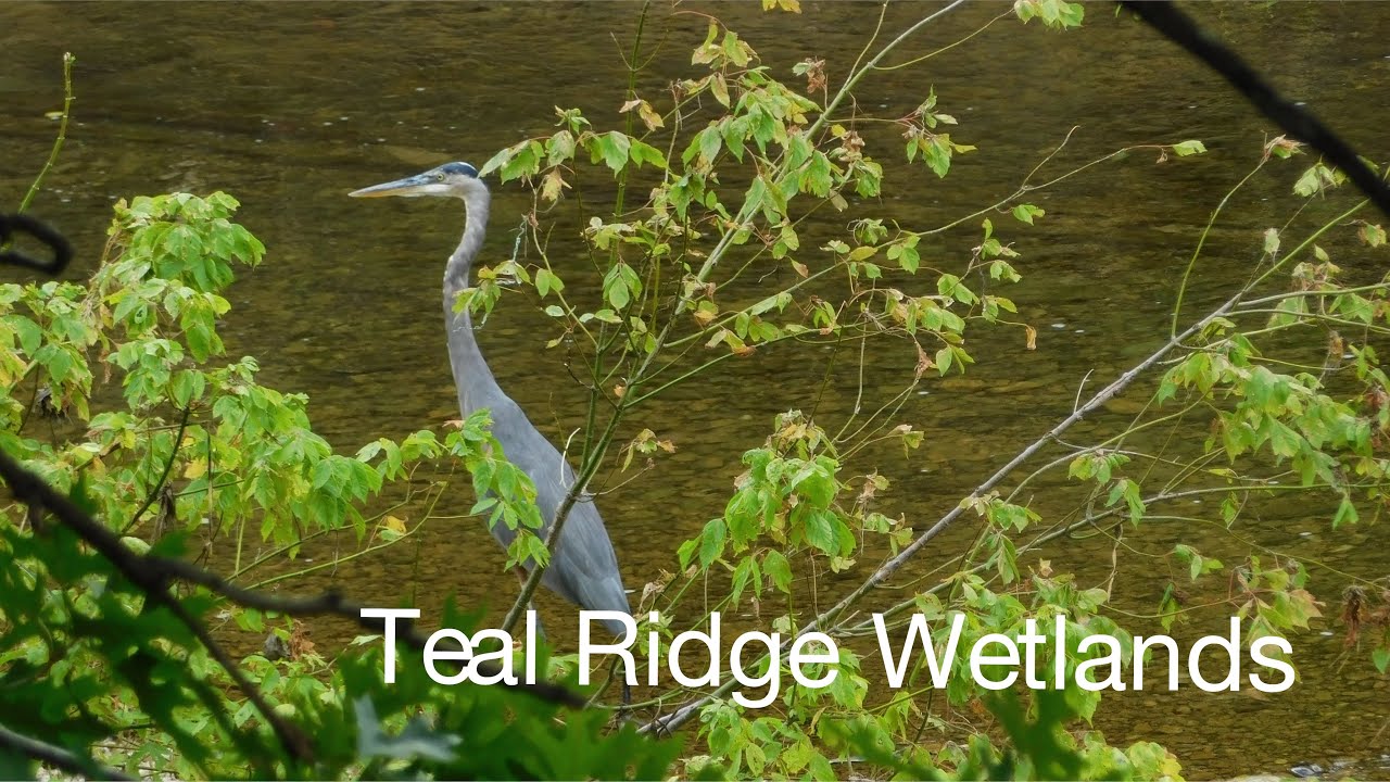 Teal Ridge Wetlands - YouTube