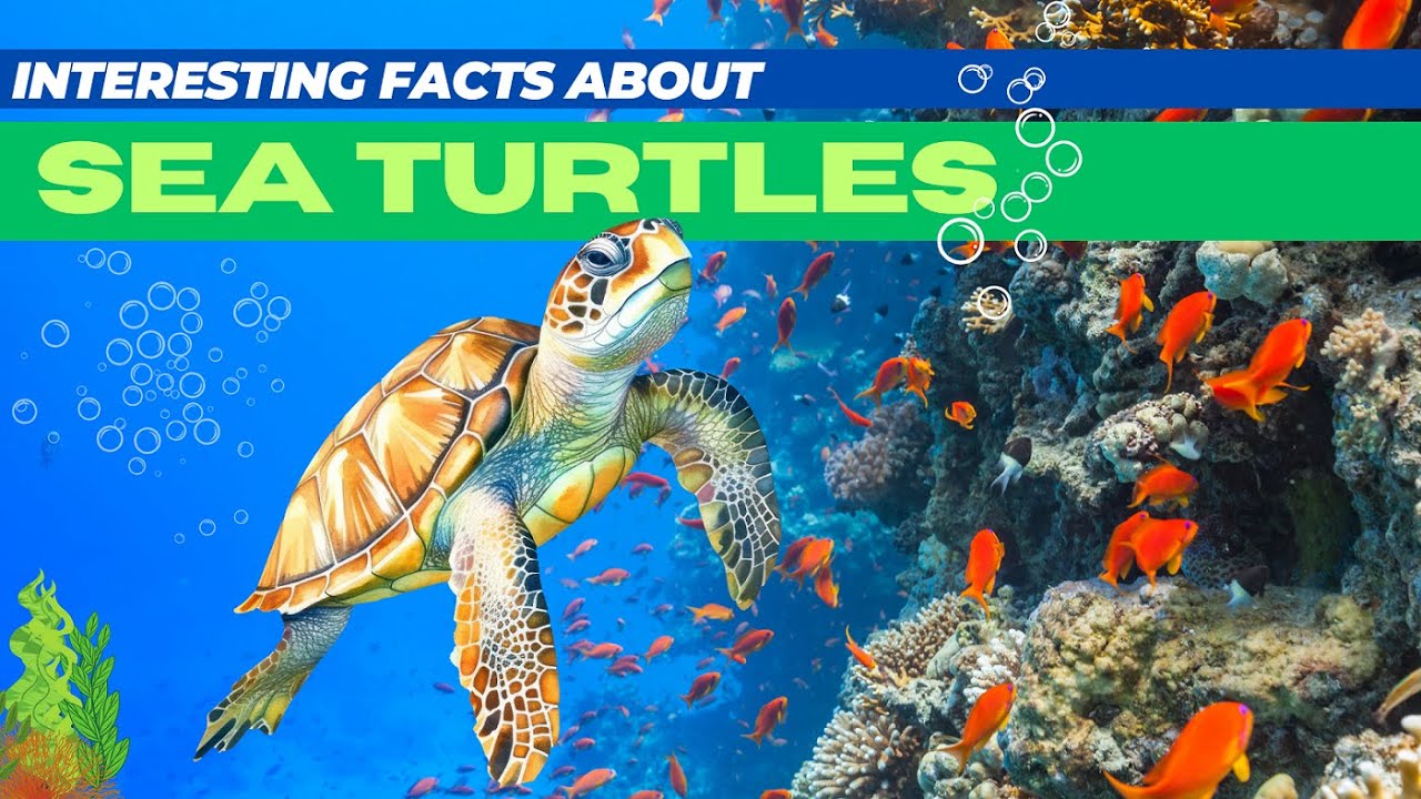 Top Facts About Sea Turtles | Turtles Facts for Kids | Turtles Facts ...