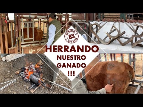 HERRANDO NUESTRO GANADO !!! BEEFMASTER SUPREMO EPISODIO 26 - YouTube