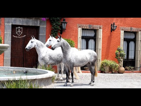 YEGUADA MORA TRUJILLO: YEGUAS (MEXICO, 2021) - YouTube