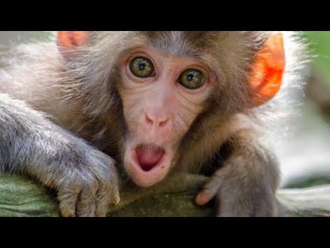 OMG wow video||√Amazing scene 🥰||Monkey Boss prank||funny prank video ...