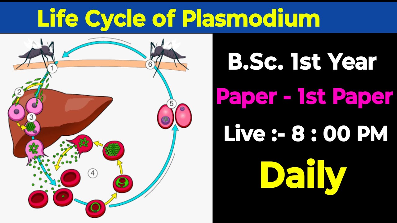 life cycle of plasmodium @happy Biology classes by Chandra Dev - YouTube
