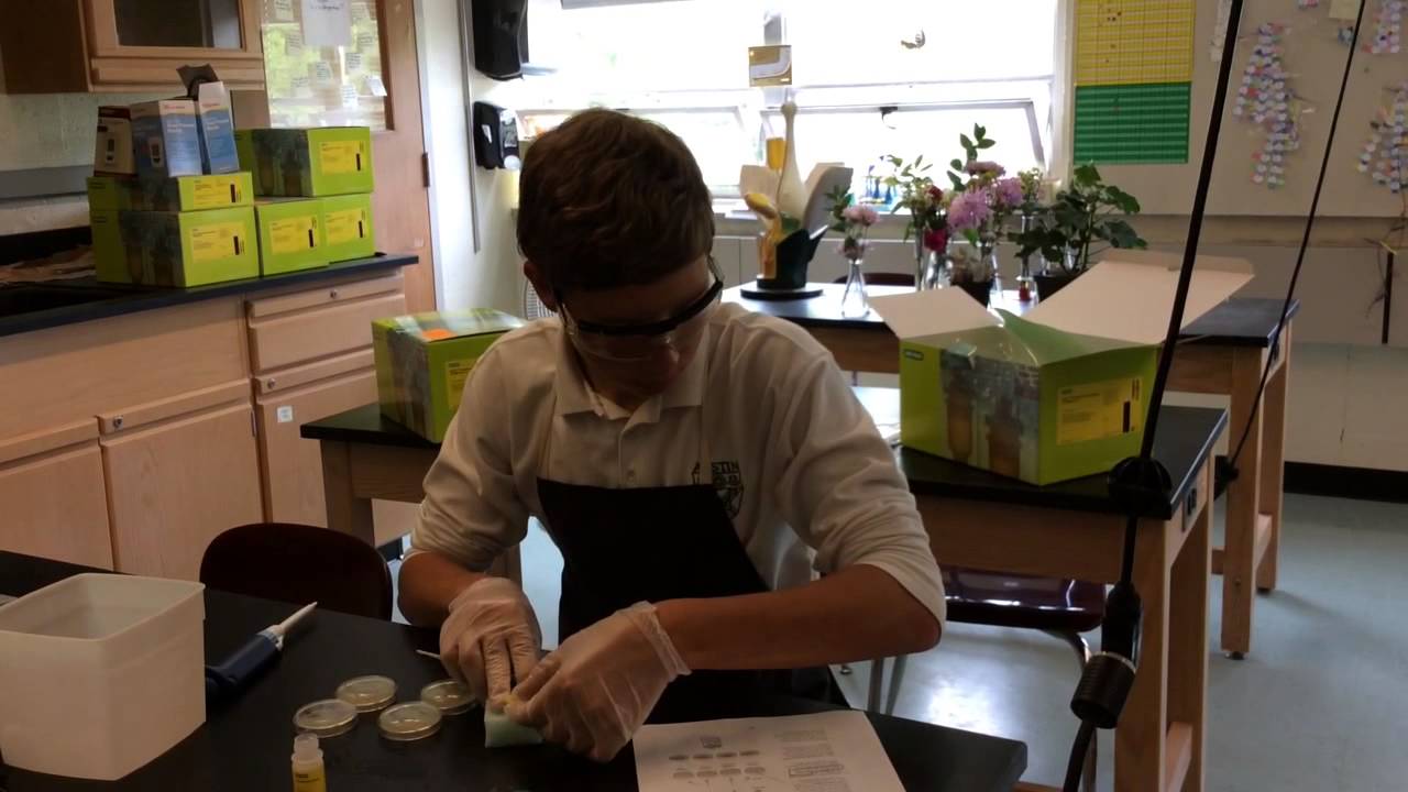 Transformation Lab Experiment - YouTube