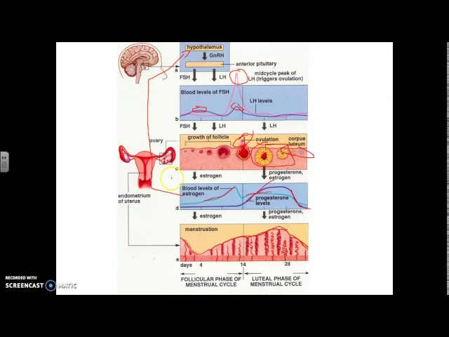 Estrogen Feedback Loop