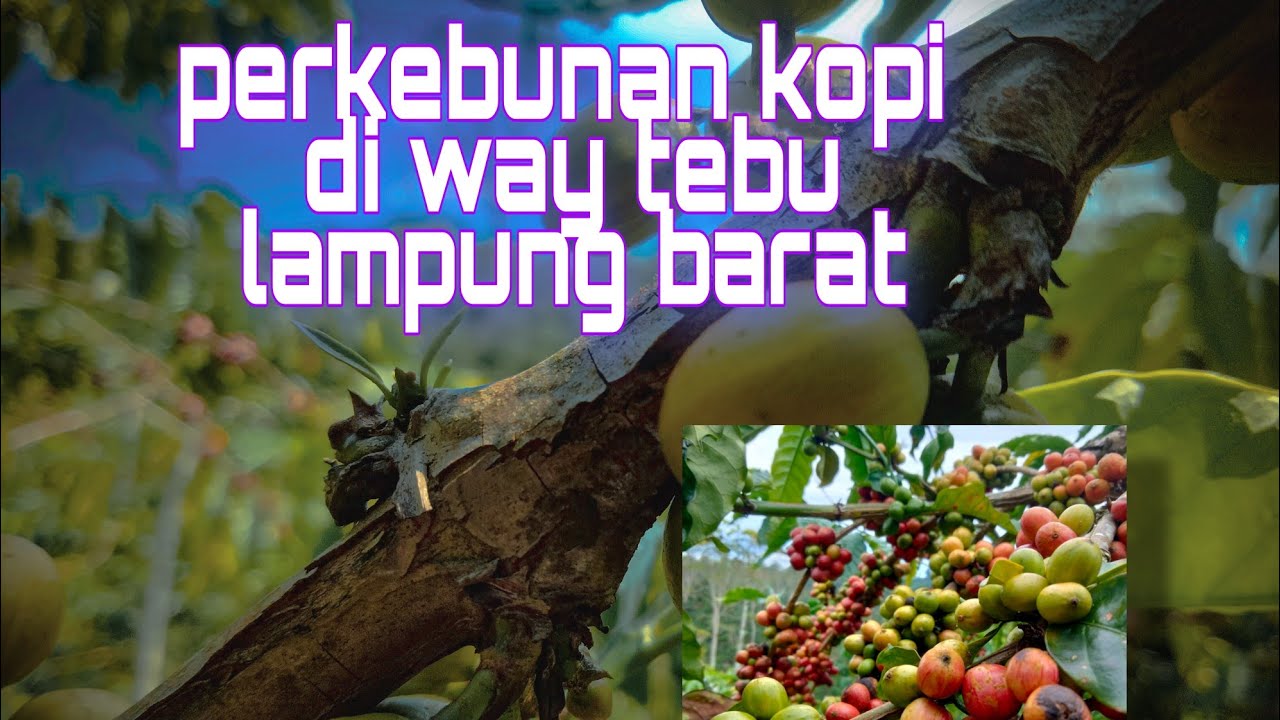 perkebunan kopi talang tlepong way tebu lampung barat - YouTube