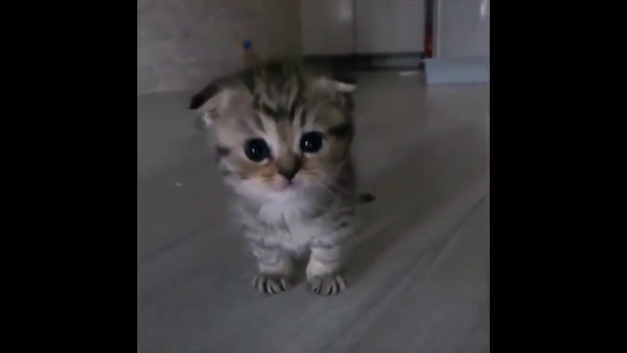 Cute Cats Videos Compilation Youtube