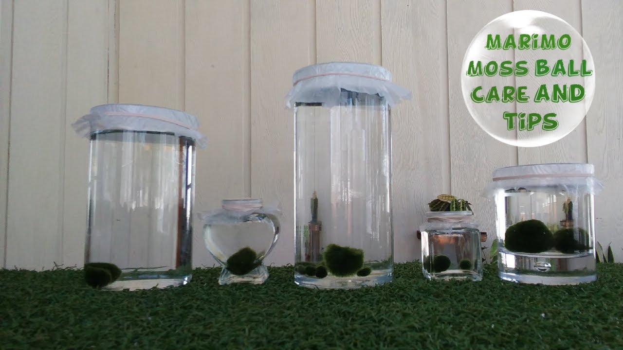 Marimo Moss Ball Care, Tips, And Facts - YouTube