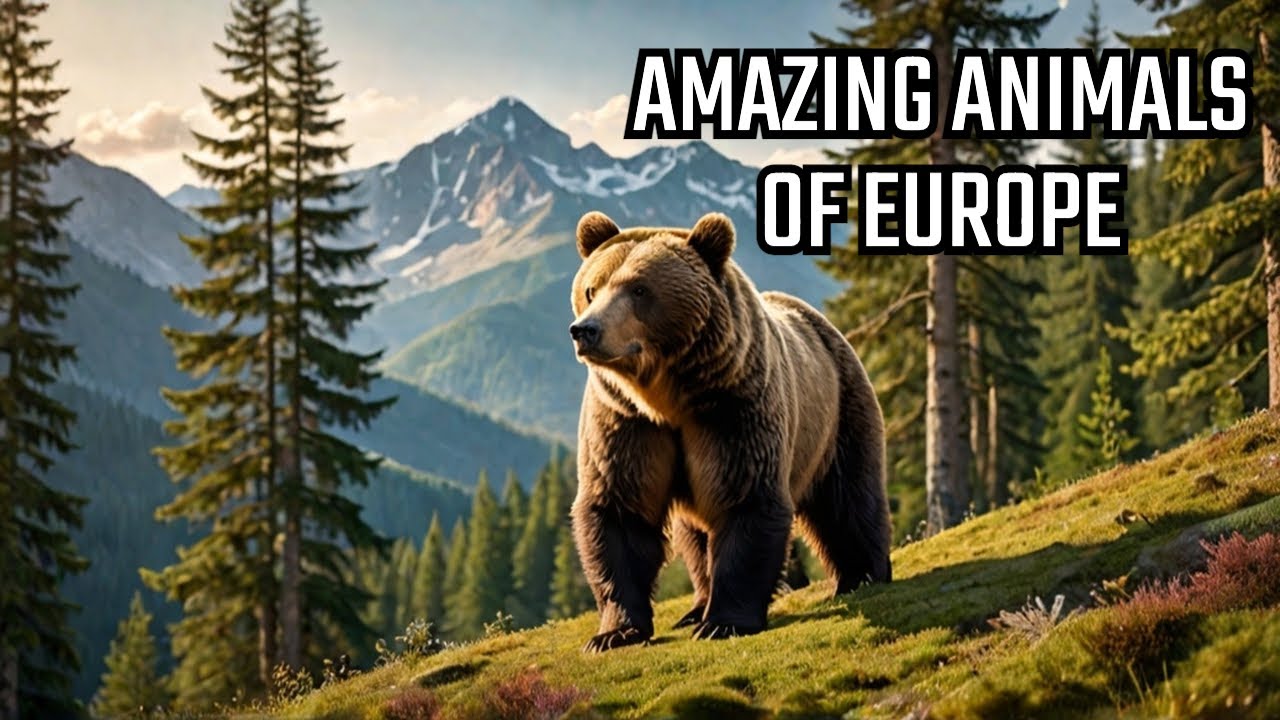 Animals of Europe - Incredible Wildlife - YouTube