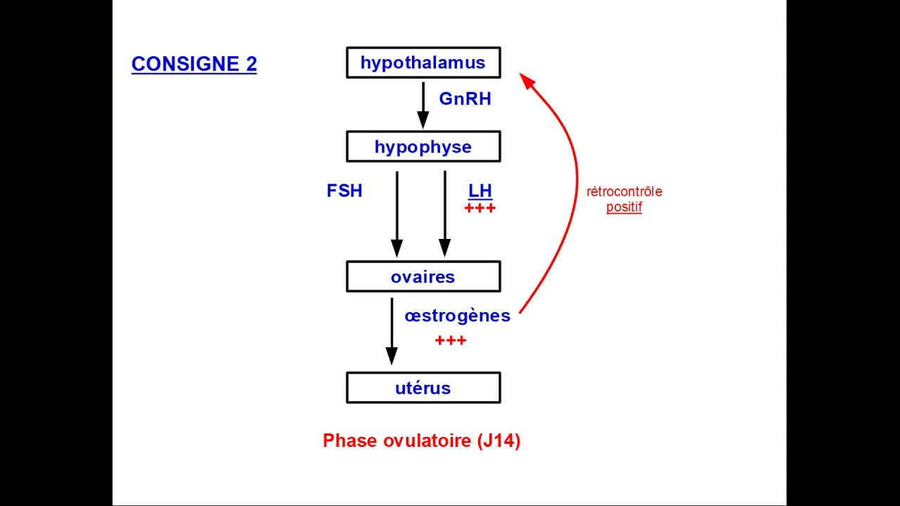 SVT 2nde | 1-3 contrôle du fonctionnement des appareils reproducteurs ...