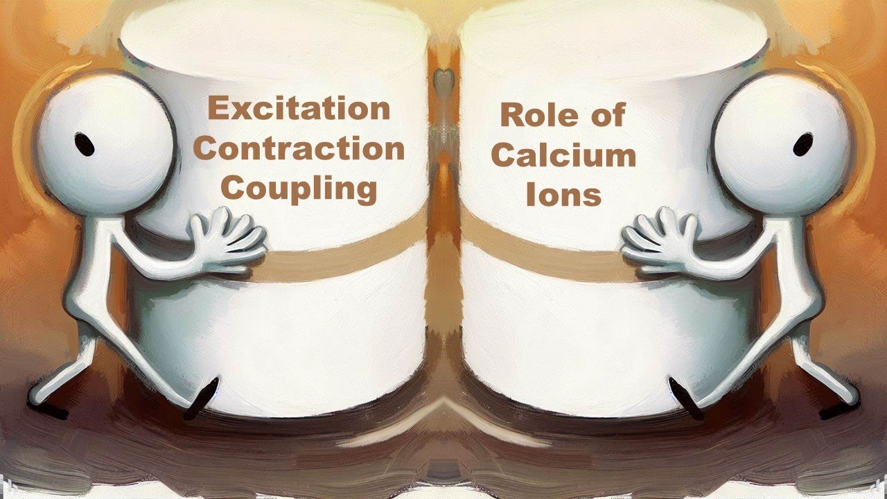 Skeletal muscle Contraction, Excitation Contraction Coupling - YouTube