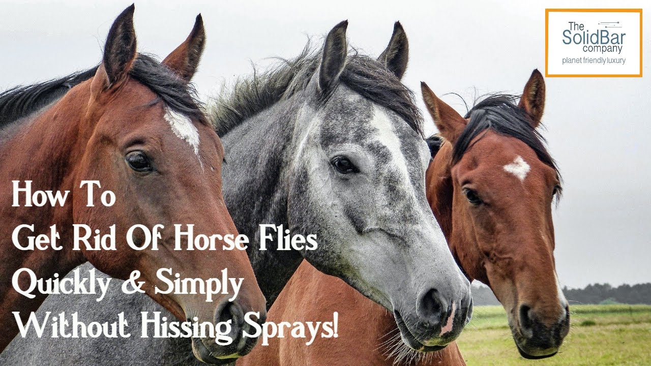 The Best Horse Fly Repellent Out There! - YouTube