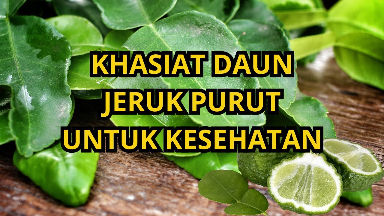 Fakta dan manfaat daun jeruk purut buat kesehatan - YouTube