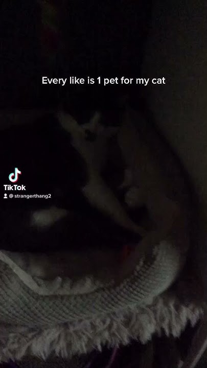 My cat wants pets! - YouTube