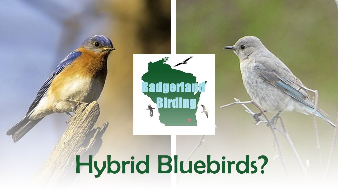 EXTREMELY SPECIAL Bluebird Couple?? - YouTube