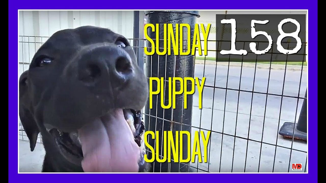 Vlog 158: Sunday Puppy Sunday - YouTube