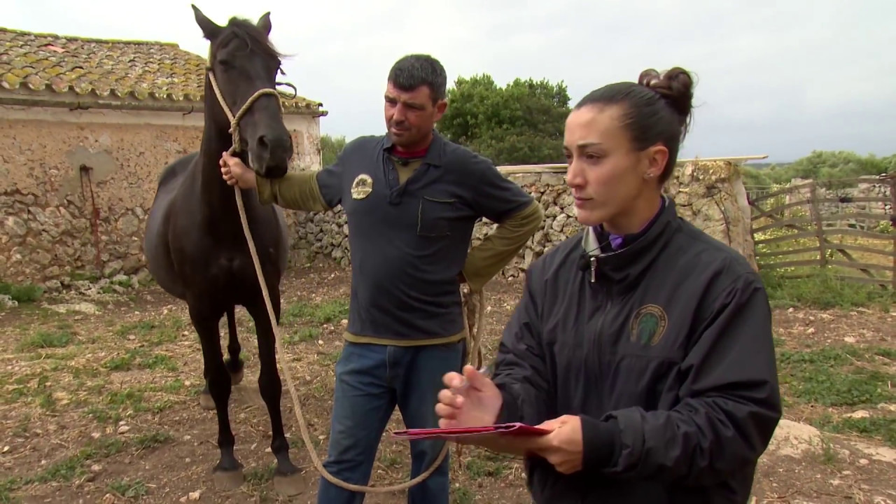 Xipar poltres i cobriment d'una egua - Uep IB3 - YouTube