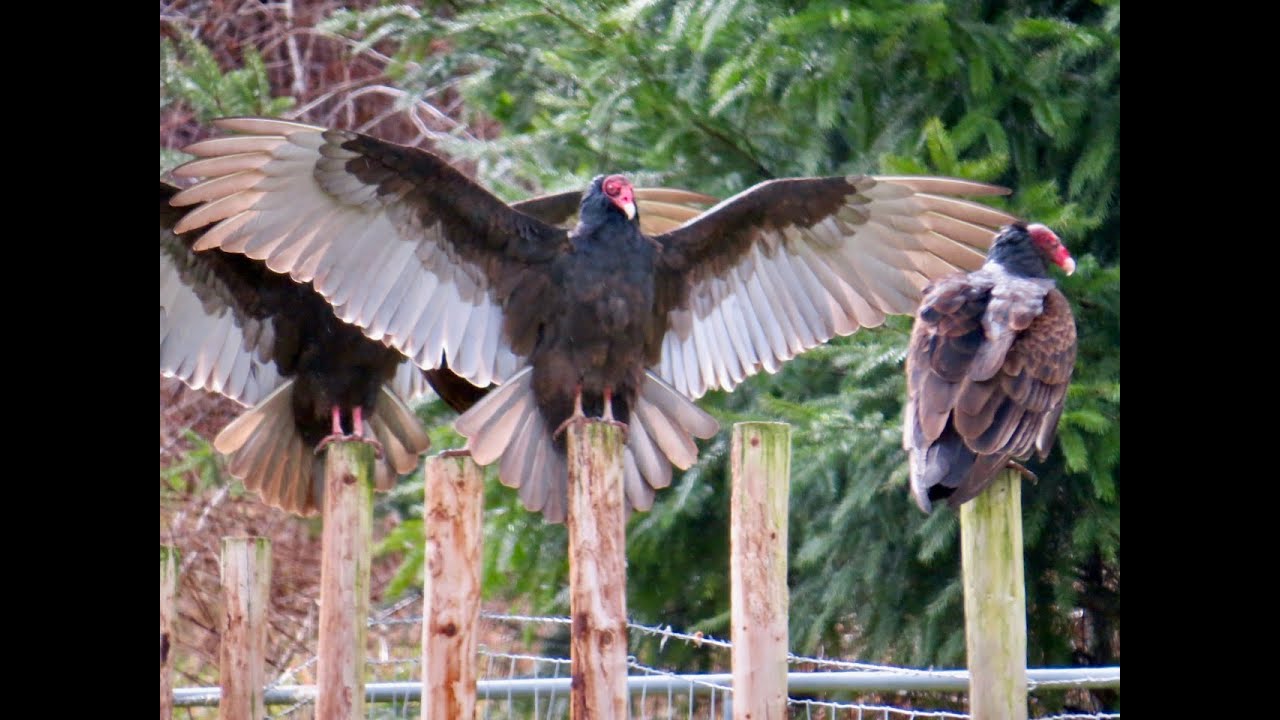 Turkey Vultures Solar Bath - YouTube
