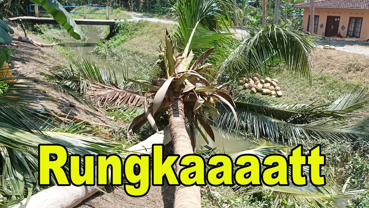 Pohon Kelapa Rungkat dan Roboh Di Kebon Deket Rumah - YouTube