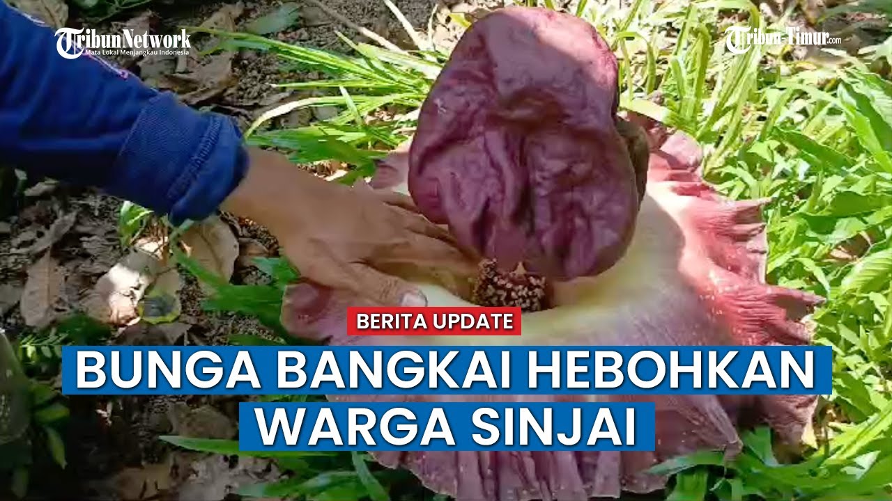 Penemuan Bunga Bangkai di Pekarangan Warga di Sinjai Sulsel, Awalnya ...