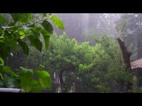 Heavy Rain Sounds in the garden in the thick green forest, Hermitage Garden in Baegun-dong.