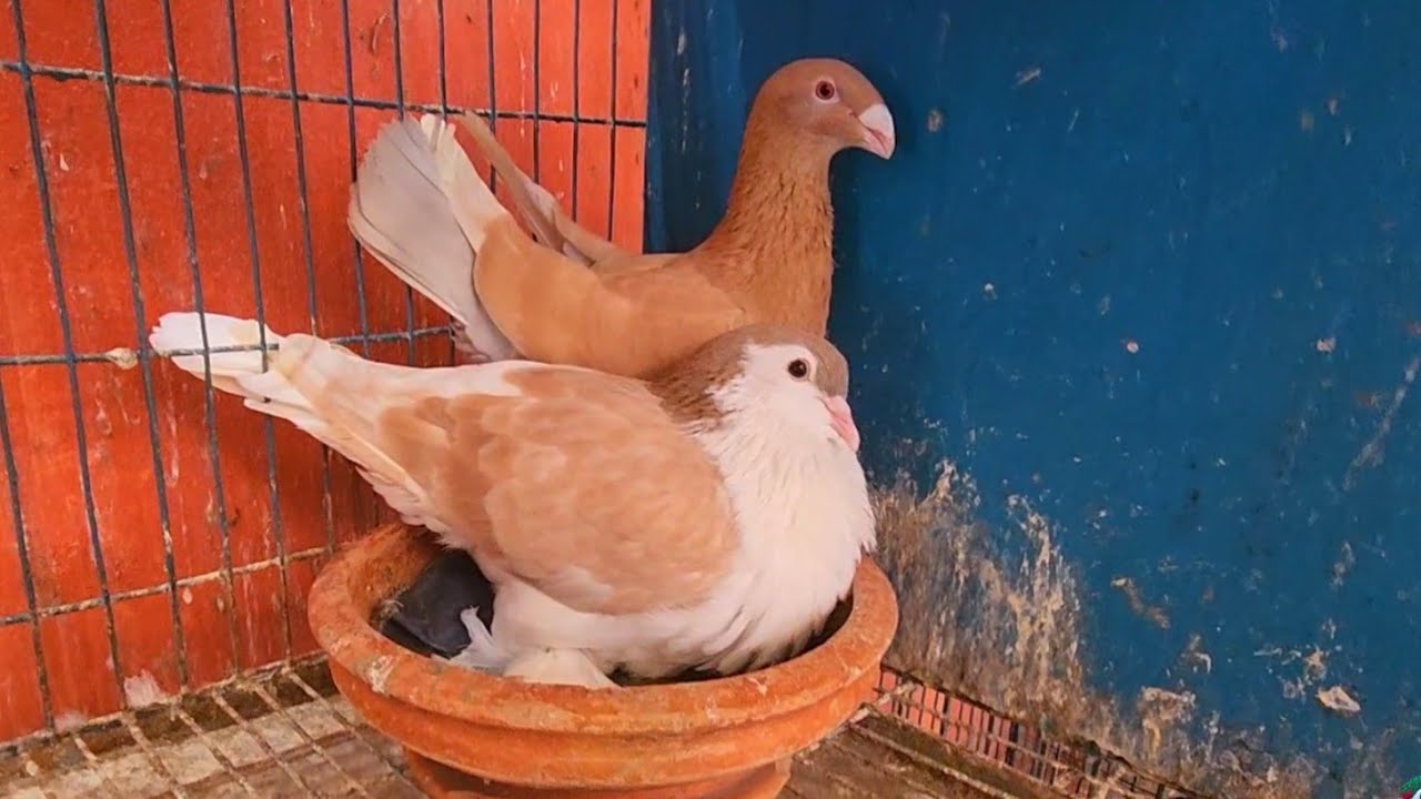 Most Beautiful Lahore Pigeons | Largest Lahore Pigeon Farm | Top 10 ...