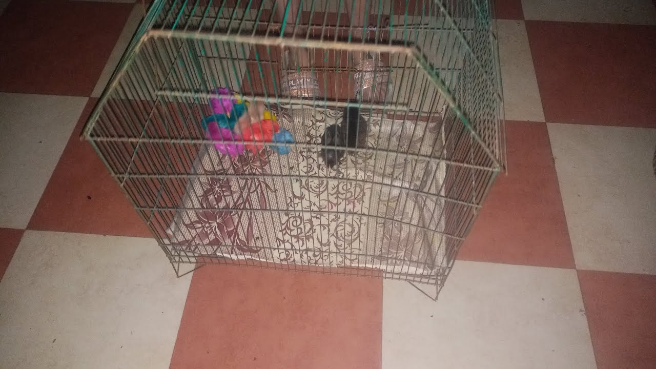 I have pets and my pets names - YouTube