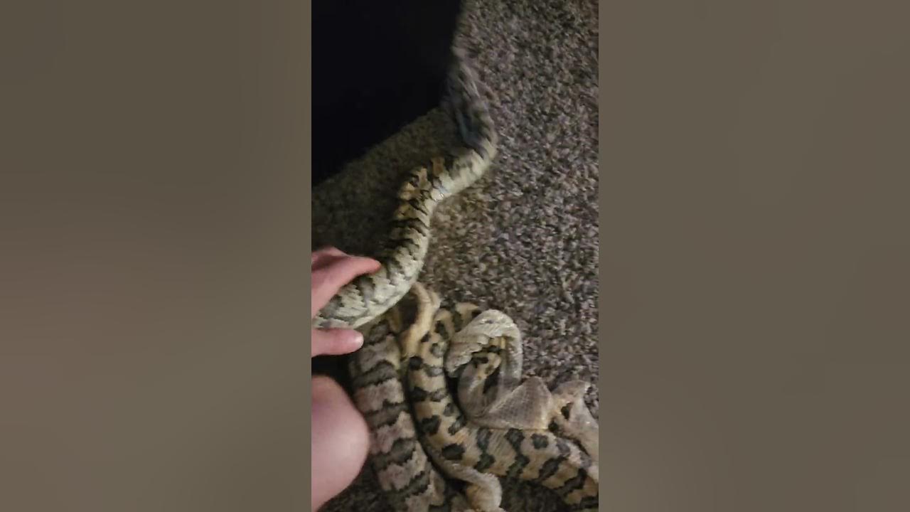 Carpet Python Shedding - YouTube