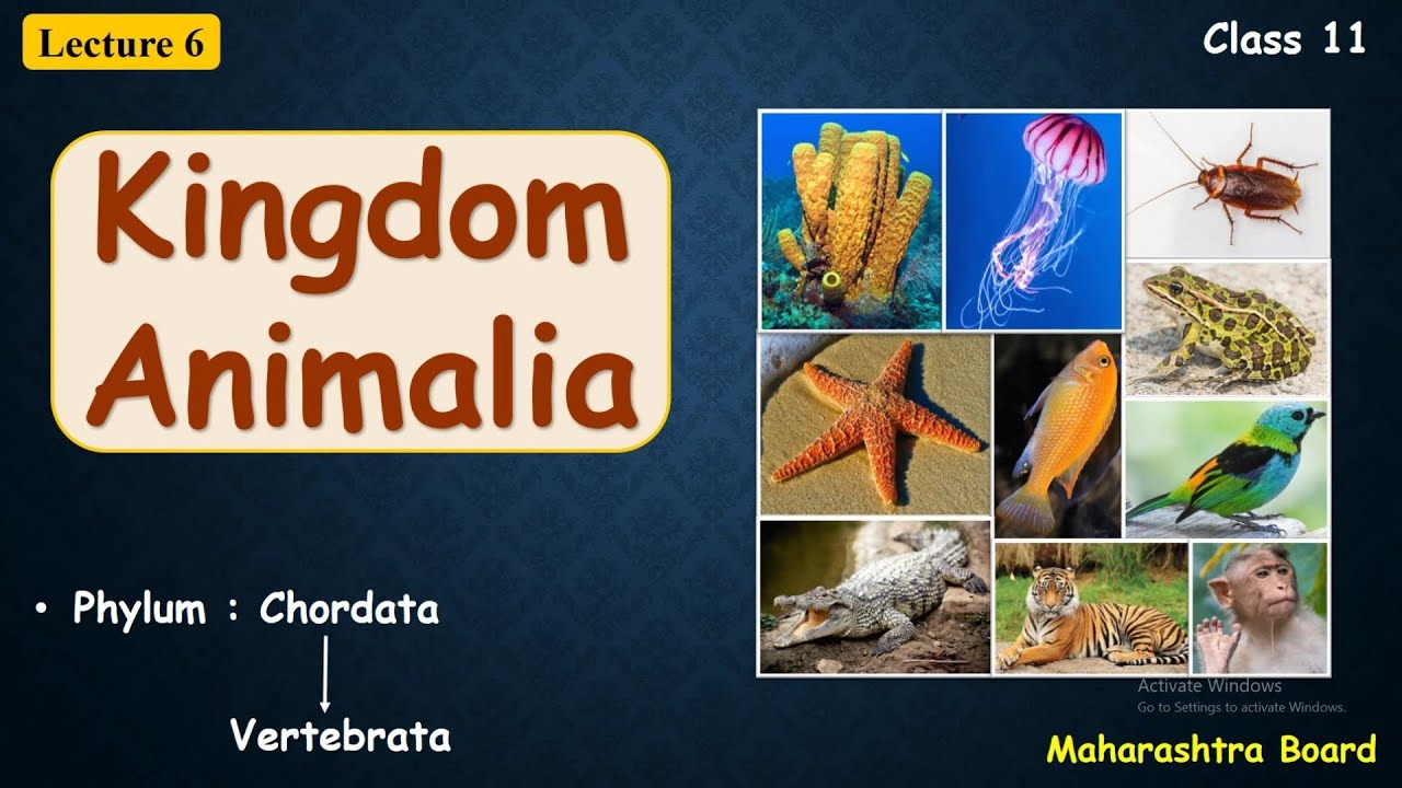 Animalia Examples