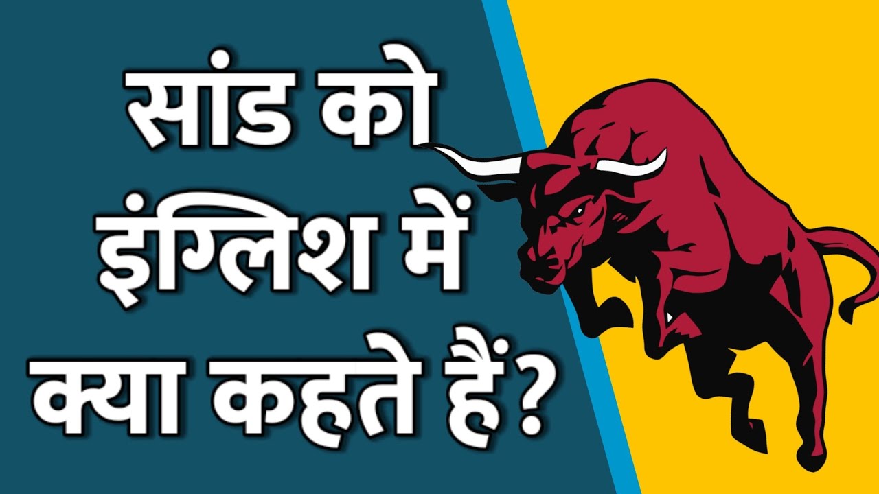 Saand ko English me kya kehate Hain |सांड का इंग्लिश | Saand in English ...