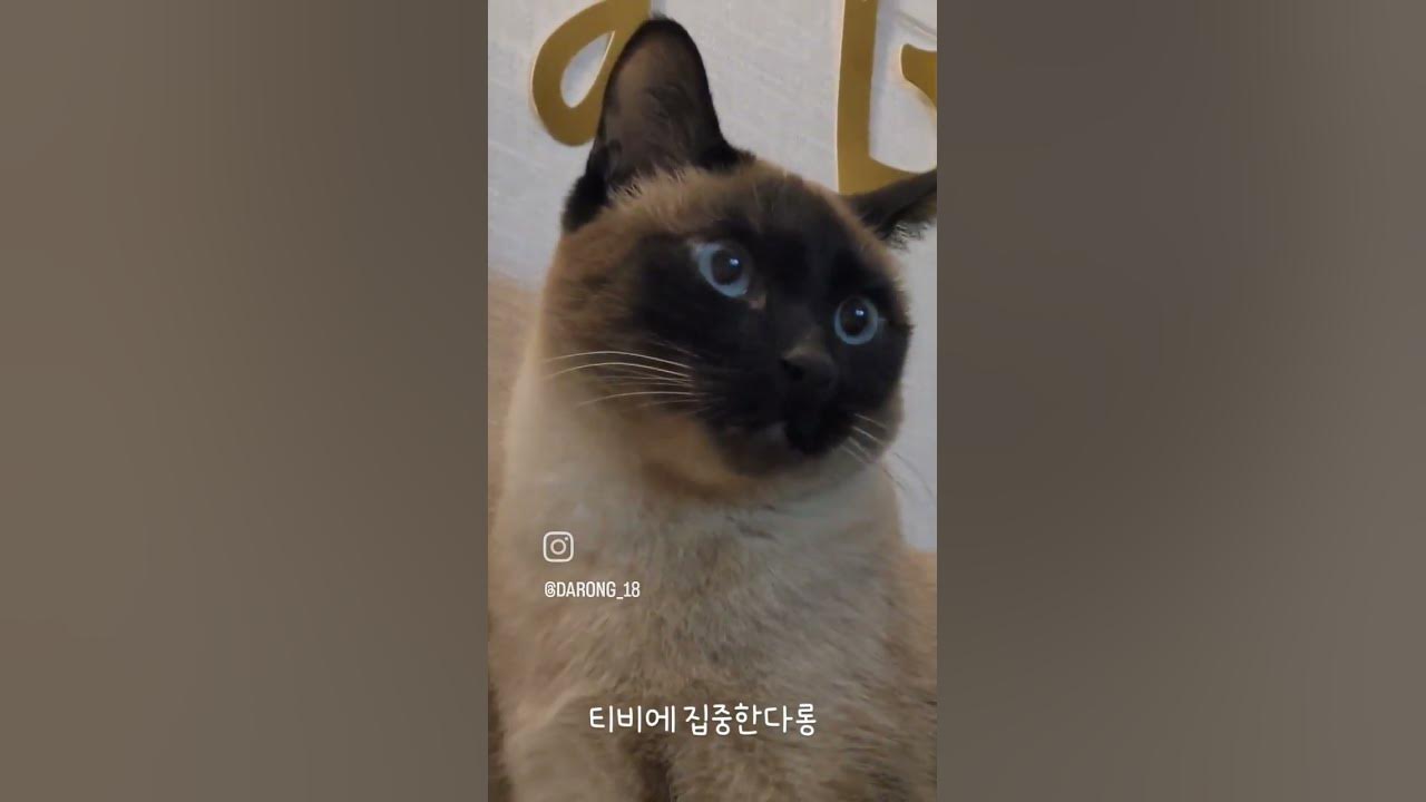ෆ쇼파 위에 올라가서 티비보는 고양이ෆ Youtube