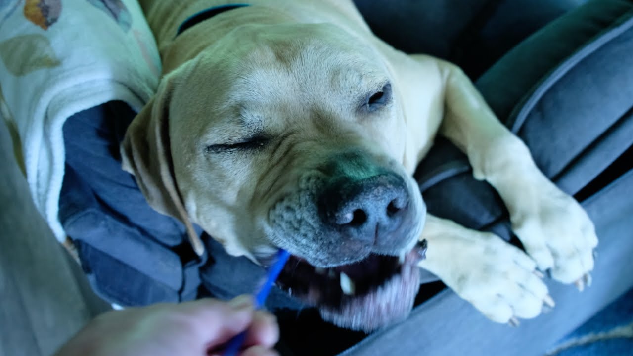 Toofer Tuesday #39 - YouTube