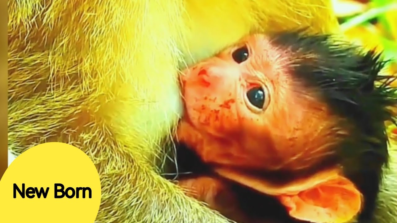 Mother Monkey Feeding milk new Birth Baby Monkey || Monkey Feeding Milk ...