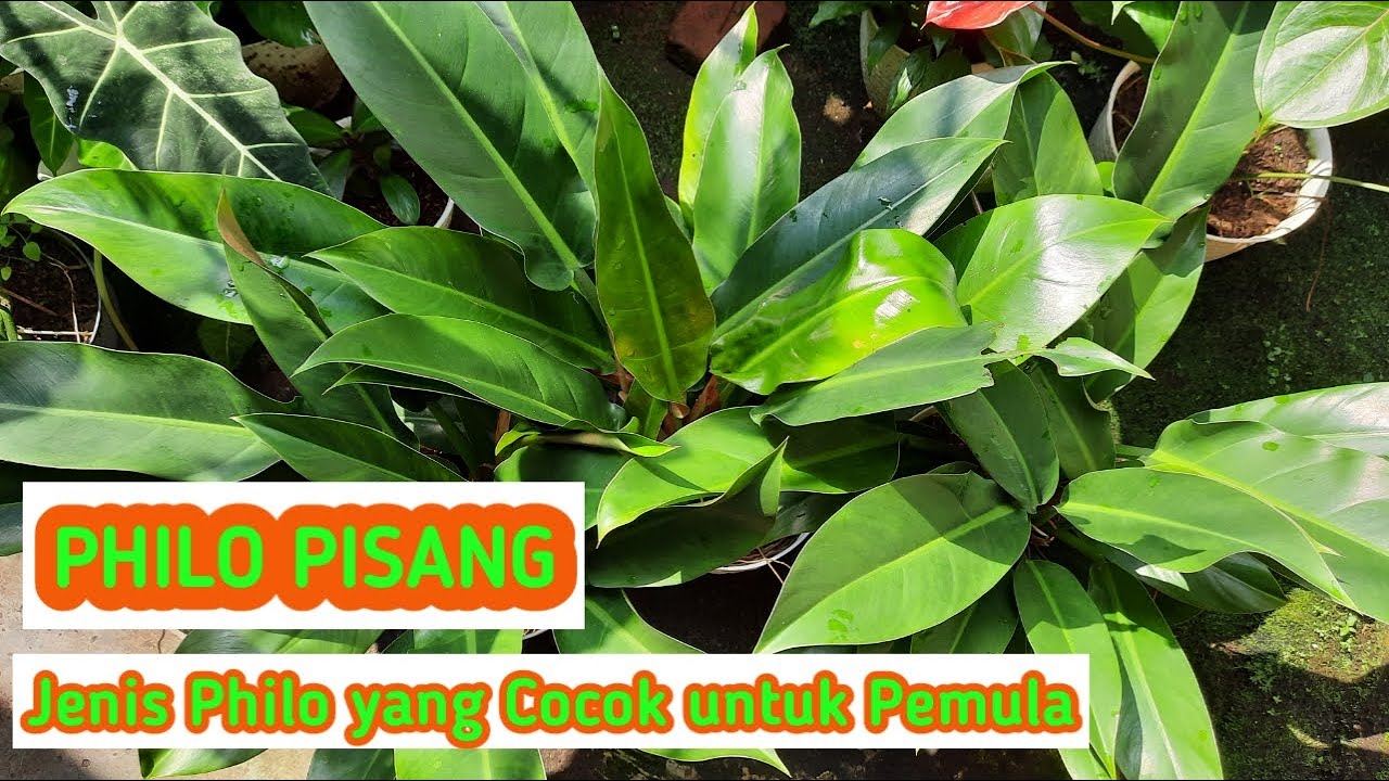 Philodendron Pisang, Jenis Philo yang Cocok untuk Pemula - YouTube