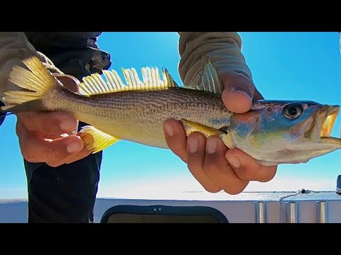 CATCHING SAND TROUT IN STEINHATCHEE - YouTube