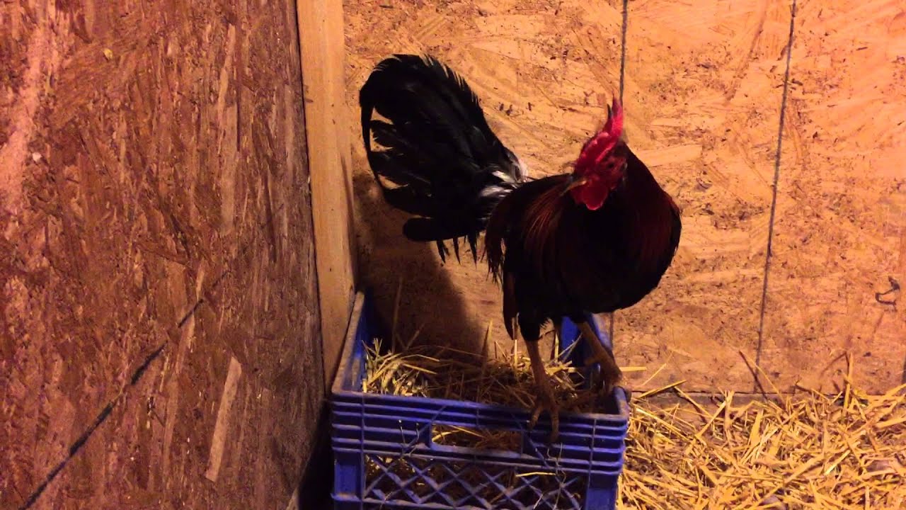 Murphy WhiteHackle Brood Stag - YouTube