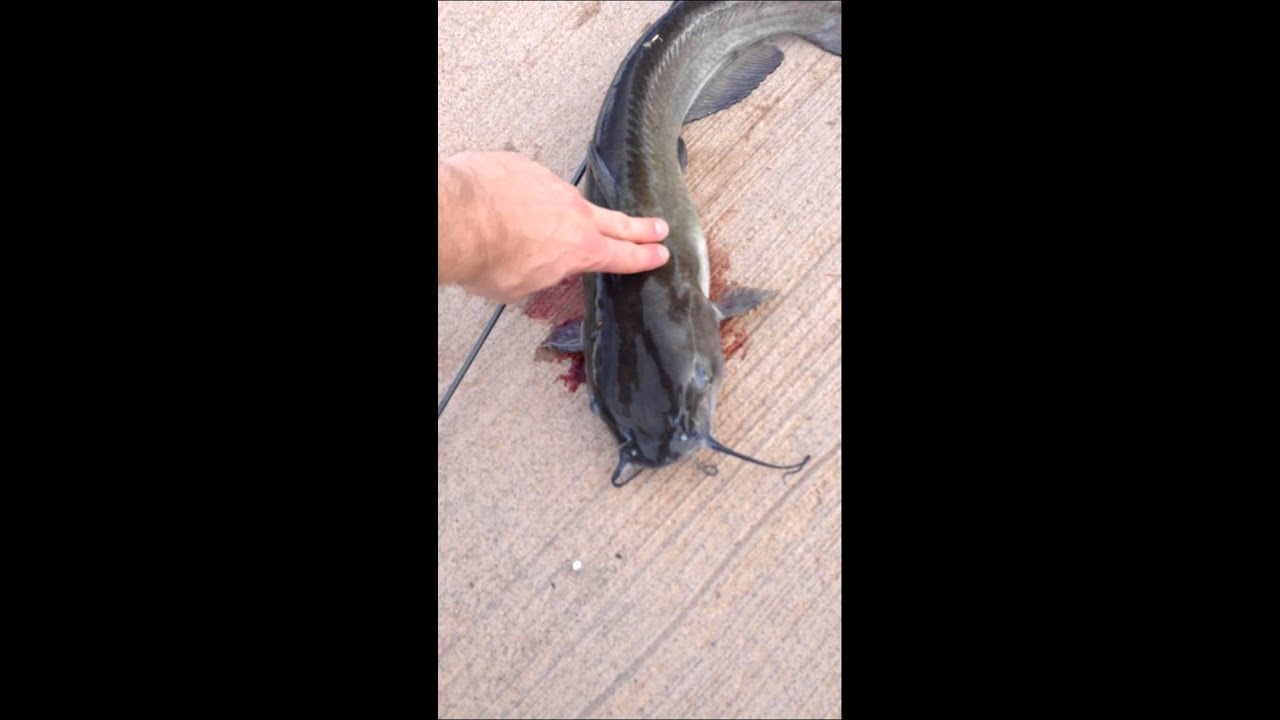 Bullhead catfish Arizona state record 3lbs 12 ounces Part 1 - YouTube
