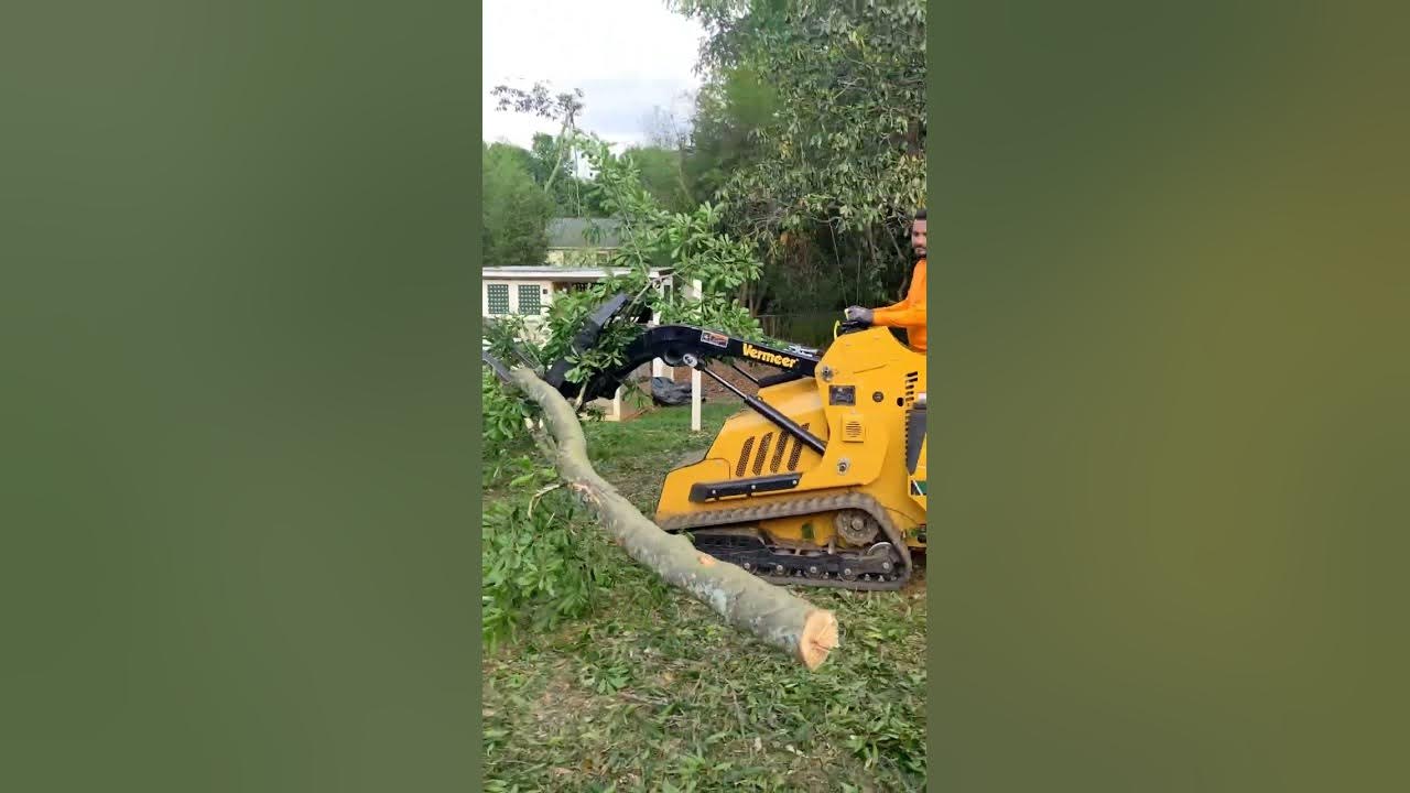 Aprende a escalar un árbol 🌳 | Part 16 - YouTube