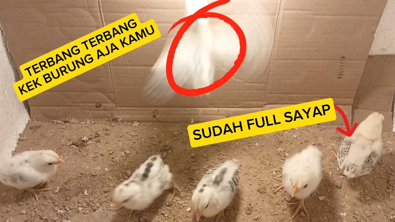 update! anak ayam kate umur 1 minggu - YouTube