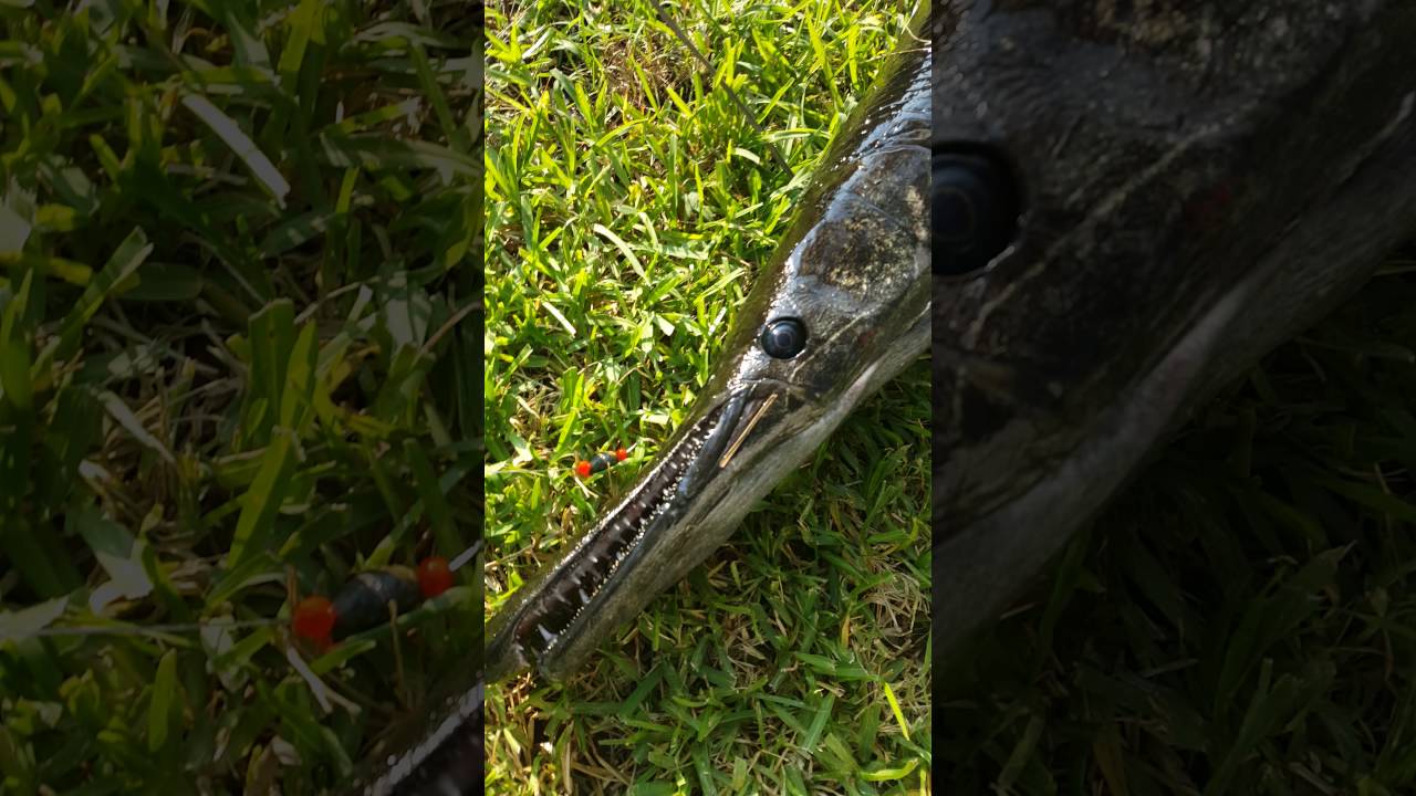 Black alligator gar (rare big black gar) - YouTube