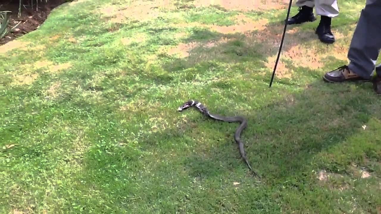 Rinkals snake - at vaal South Africa - YouTube