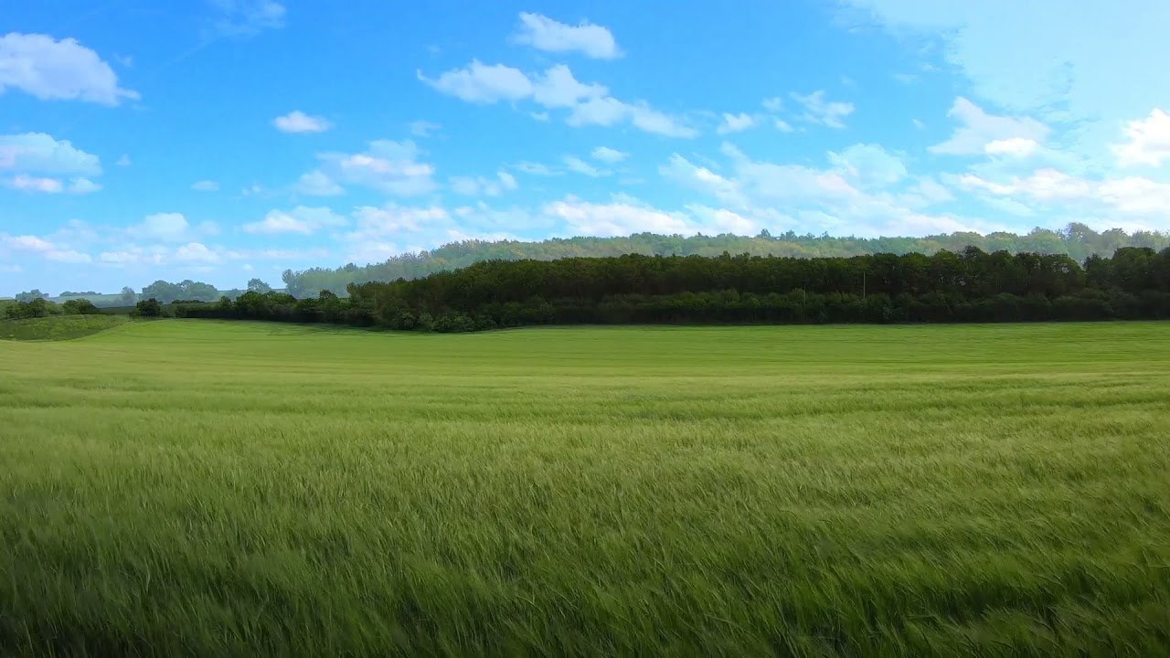 ASMR LONG PEACEFUL WAVING GRASS GRASSLAND HOWLING WIND RELAXATION ...
