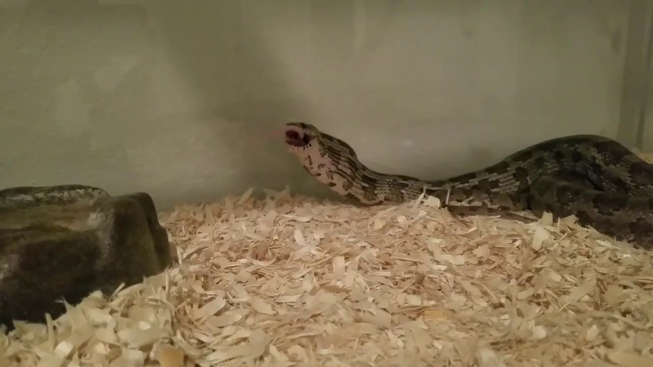 Live feeding strike compilation - YouTube